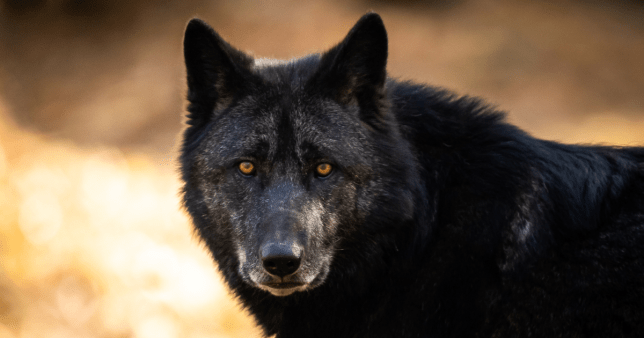 Sierra Valley, Calif. Not Wolves But True Rancher Destruction of Our ...